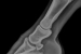 Equine Digital Imaging - Miatech Australia